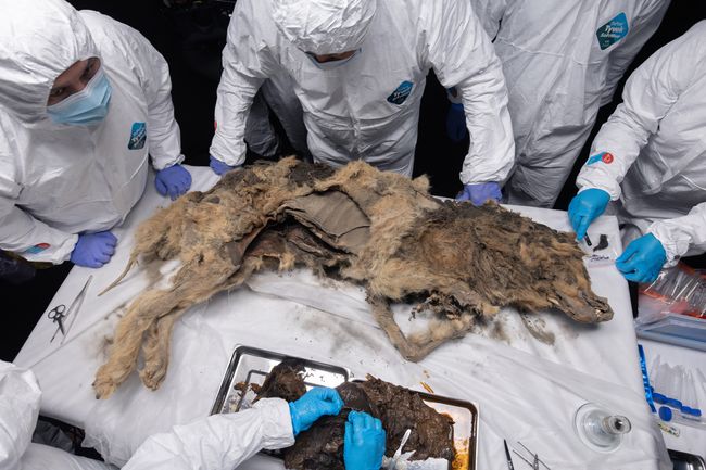 Stunning photos show 44,000-year-old mummified wolf discovered in ...