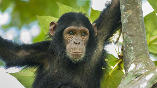32 of the world's smartest animals | Live Science