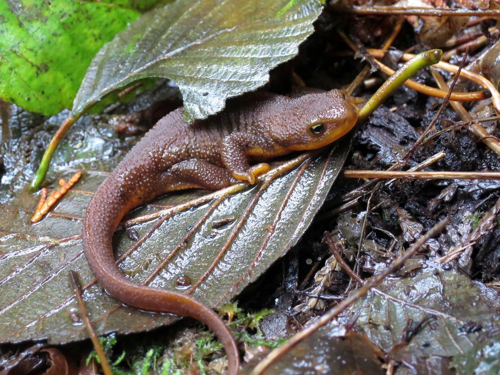 What's the difference between a newt and a salamander? | Live Science