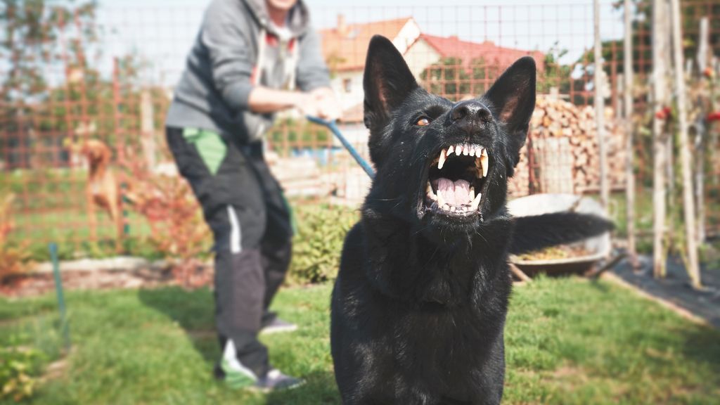 16 ways to keep yourself and your pup safe from a dog attack, according ...