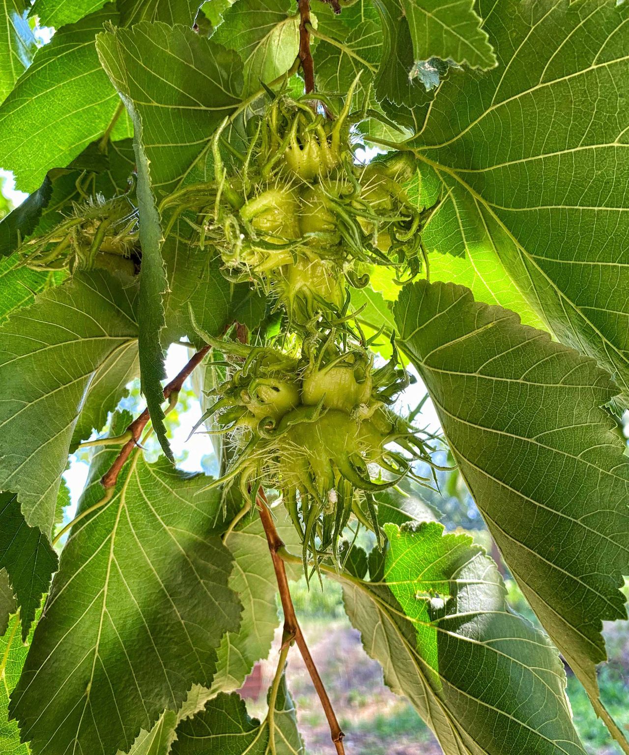 Hazelnut care and growing guide: top tips | Gardeningetc