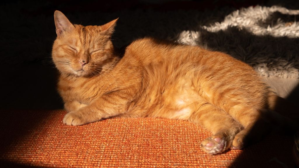 From Ghost of Tsushima to Stray, here's how devs design the most ...