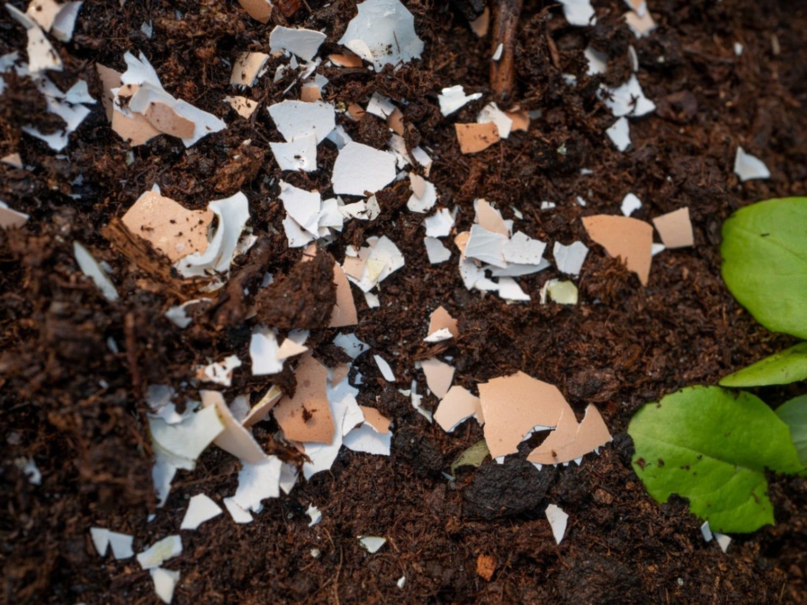 How To Use Eggshells In The Garden And In Compost | Gardening Know How
