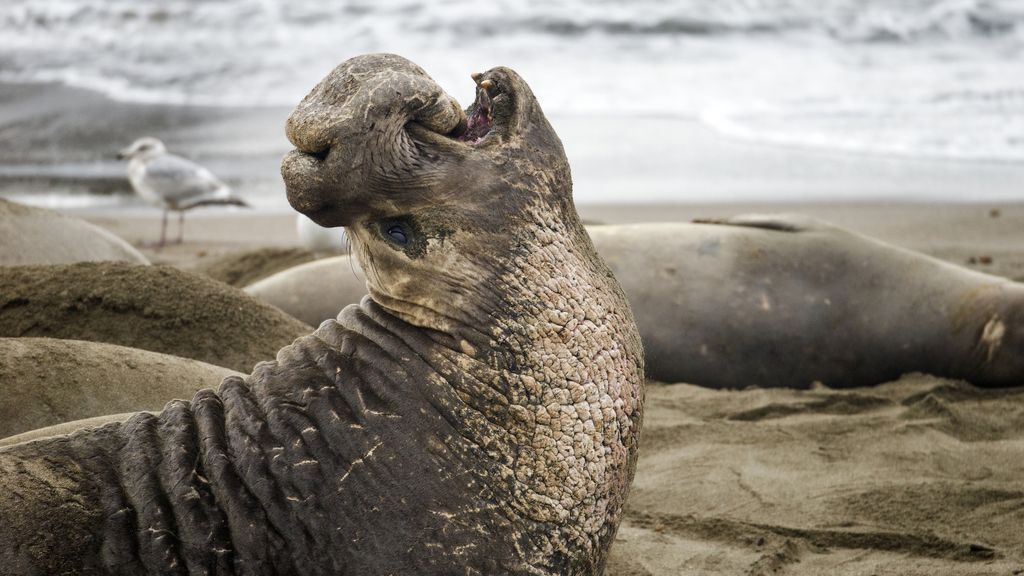 32 of the loudest animals on Earth | Live Science