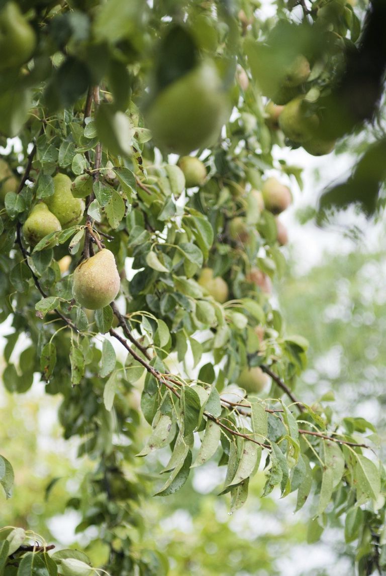 Pruning A Pear Tree: Tips For Trimming Pear Trees | Gardening Know How