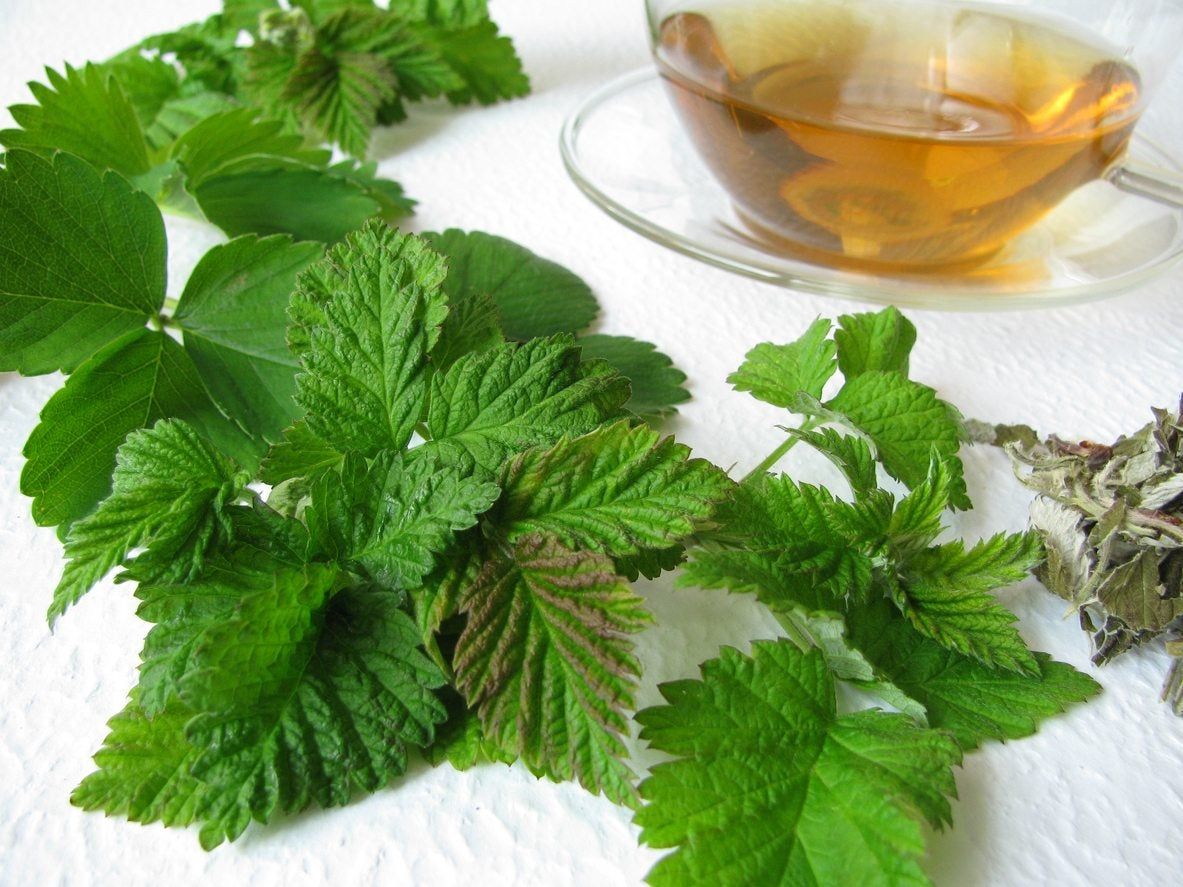 Raspberry Leaf Tea Picking: Tips On Harvesting Red Raspberry Leaves ...
