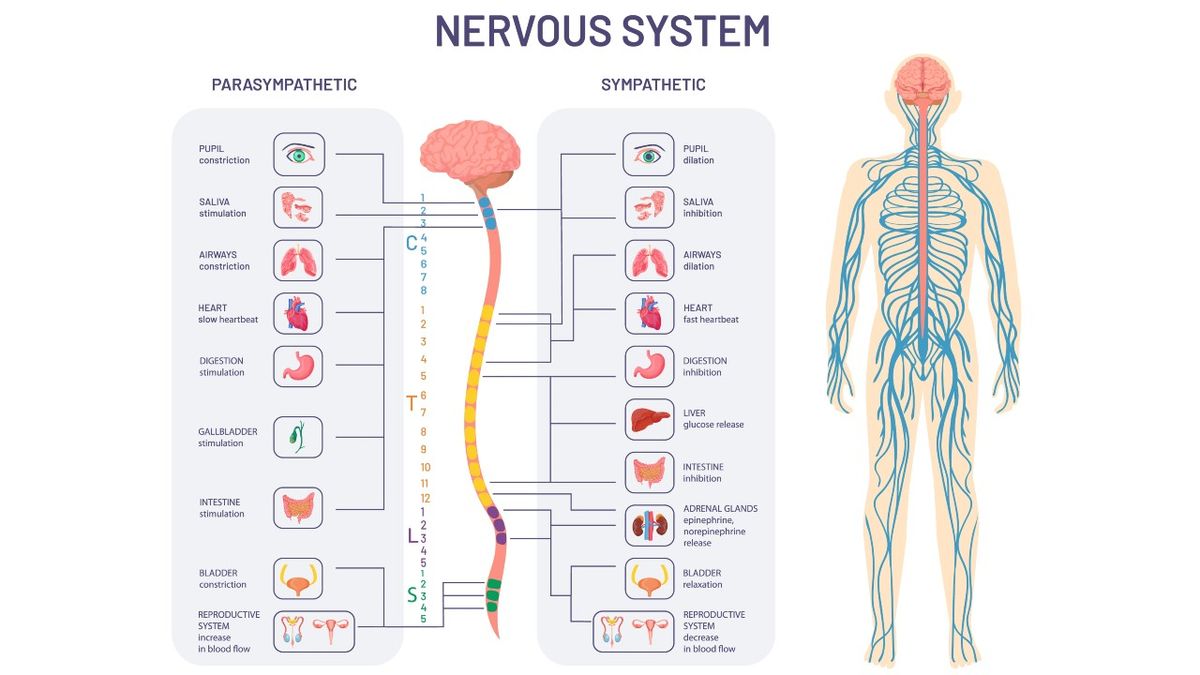 Fight or Flight: The Sympathetic Nervous System | Live Science