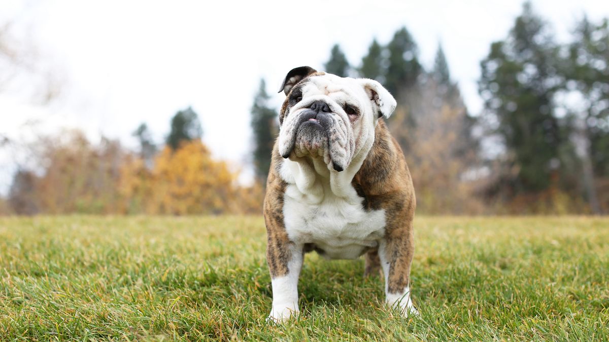 32 much-loved British dog breeds and their histories | PetsRadar