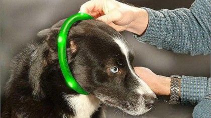 Pet tech: inside the strange and wacky world of animal wearables ...