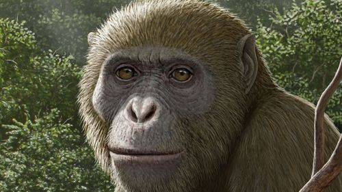 Monkeys: Facts about the largest group of primates | Live Science