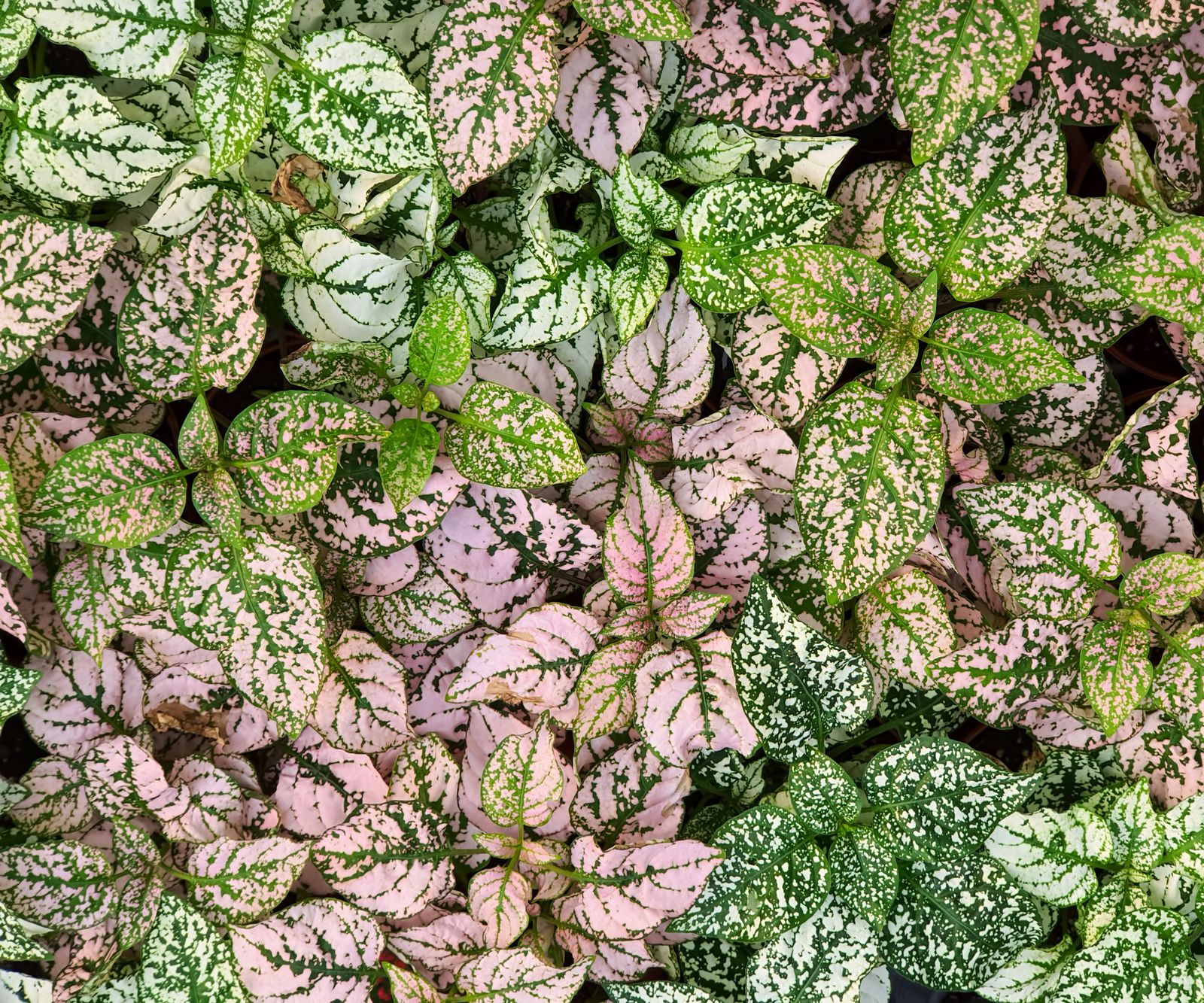 Polka dot plant care guide: 5 expert tips on this houseplant | Homes ...