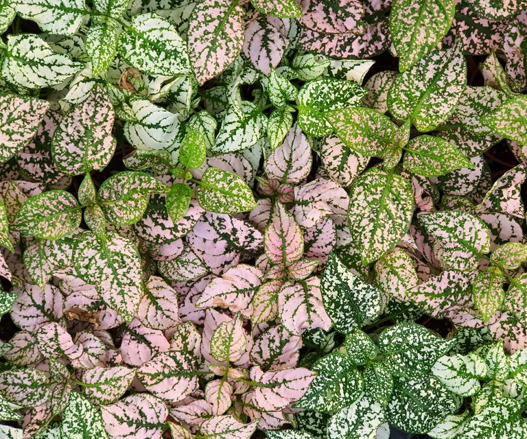 Polka dot plant care guide: 5 expert tips on this houseplant | Homes ...