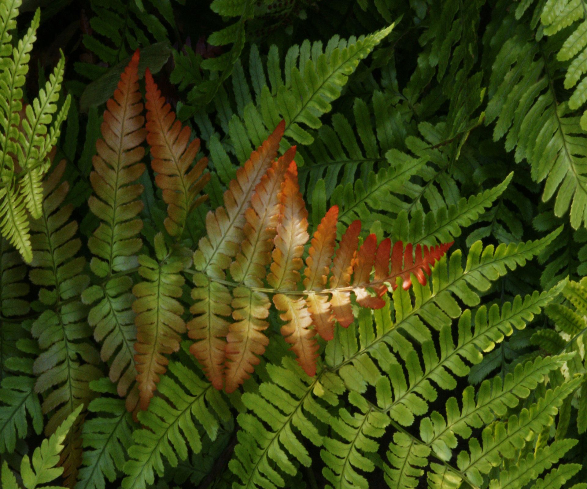 Best evergreen ferns: five plants for year-round greenery | Homes and ...