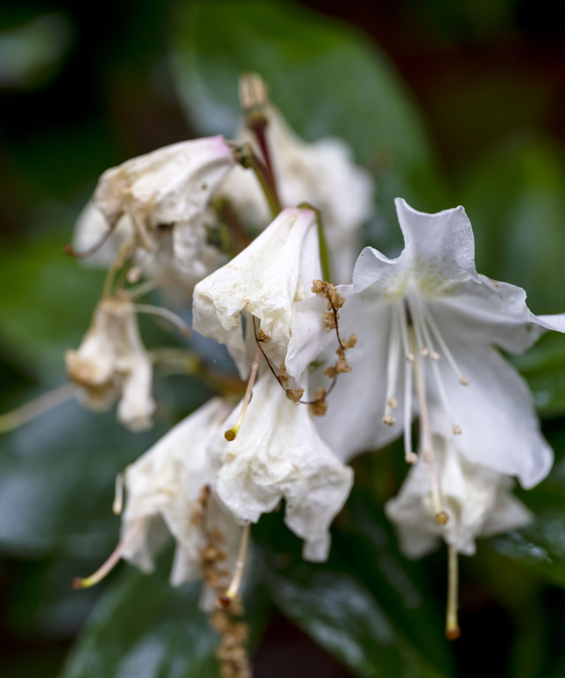 Azalea diseases: expert tips for spotting and solving issues | Homes ...