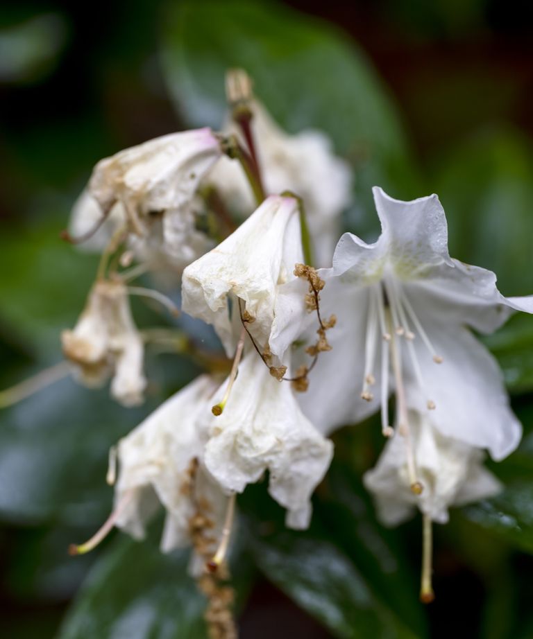 Azalea diseases: expert tips for spotting and solving issues | Homes ...