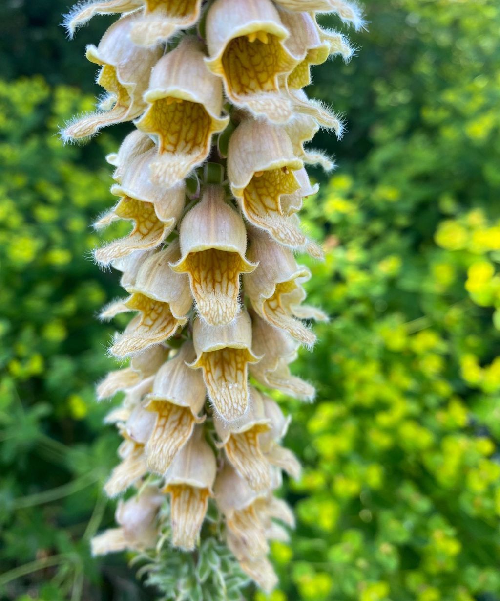 7 yellow flowers to breathe life into your borders | Homes and Gardens