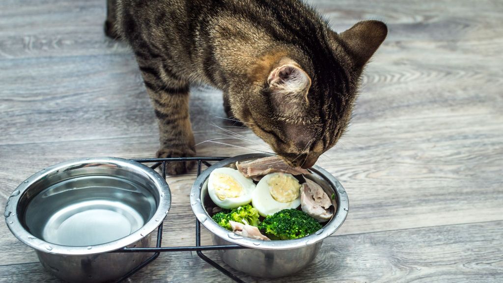 32 surprising foods cats can eat | PetsRadar