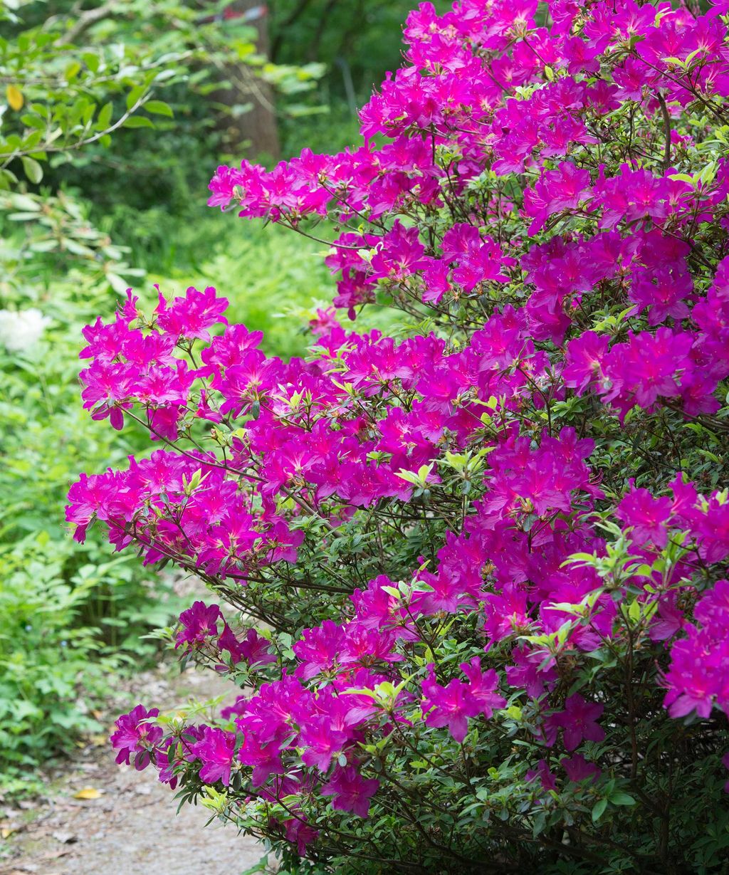 Fertilizing rhododendrons: how and when to feed your plants | Homes and ...