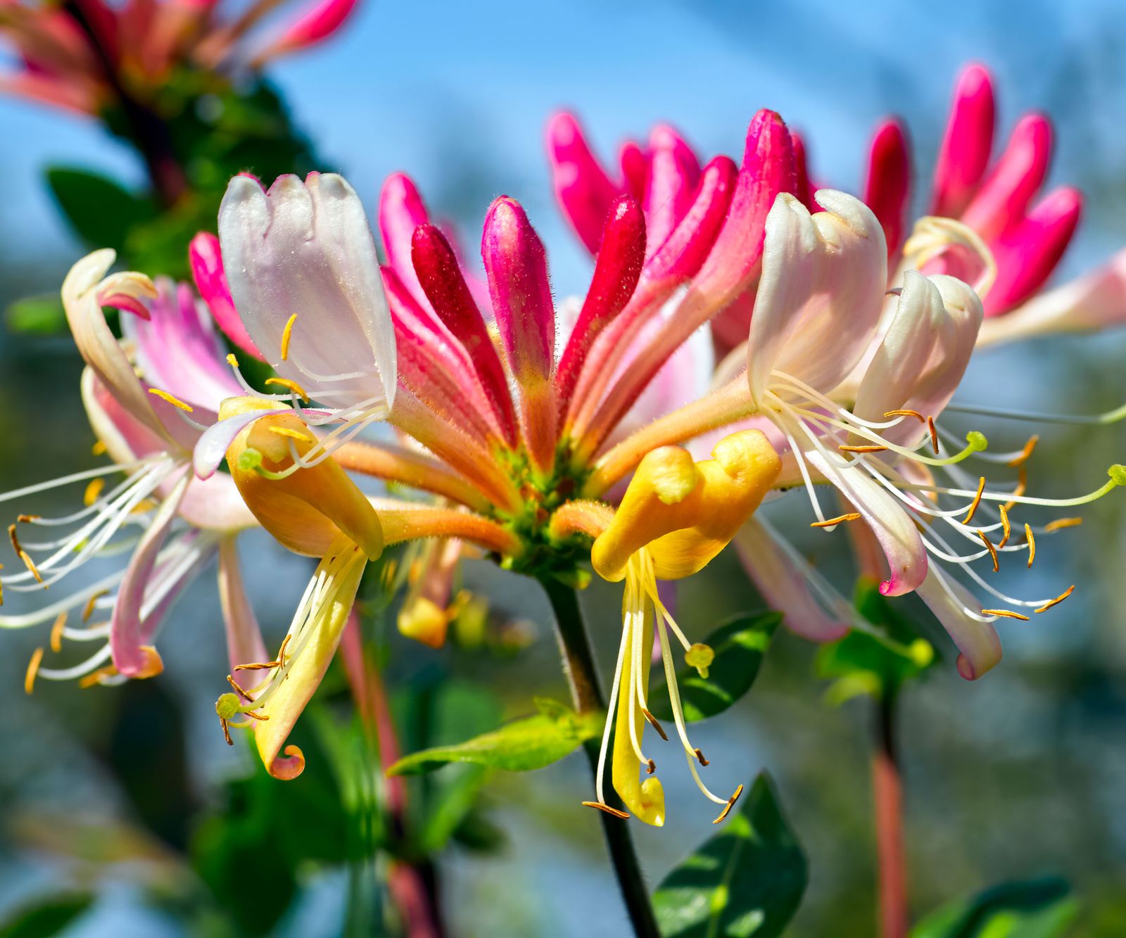 8 Moon Blooms And Night Blooming Flowers For Pollinators | Gardening ...