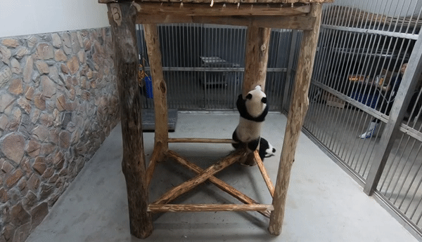 Some Pandas Use Their Head to Climb. Others Just ... Can't. And It's So ...