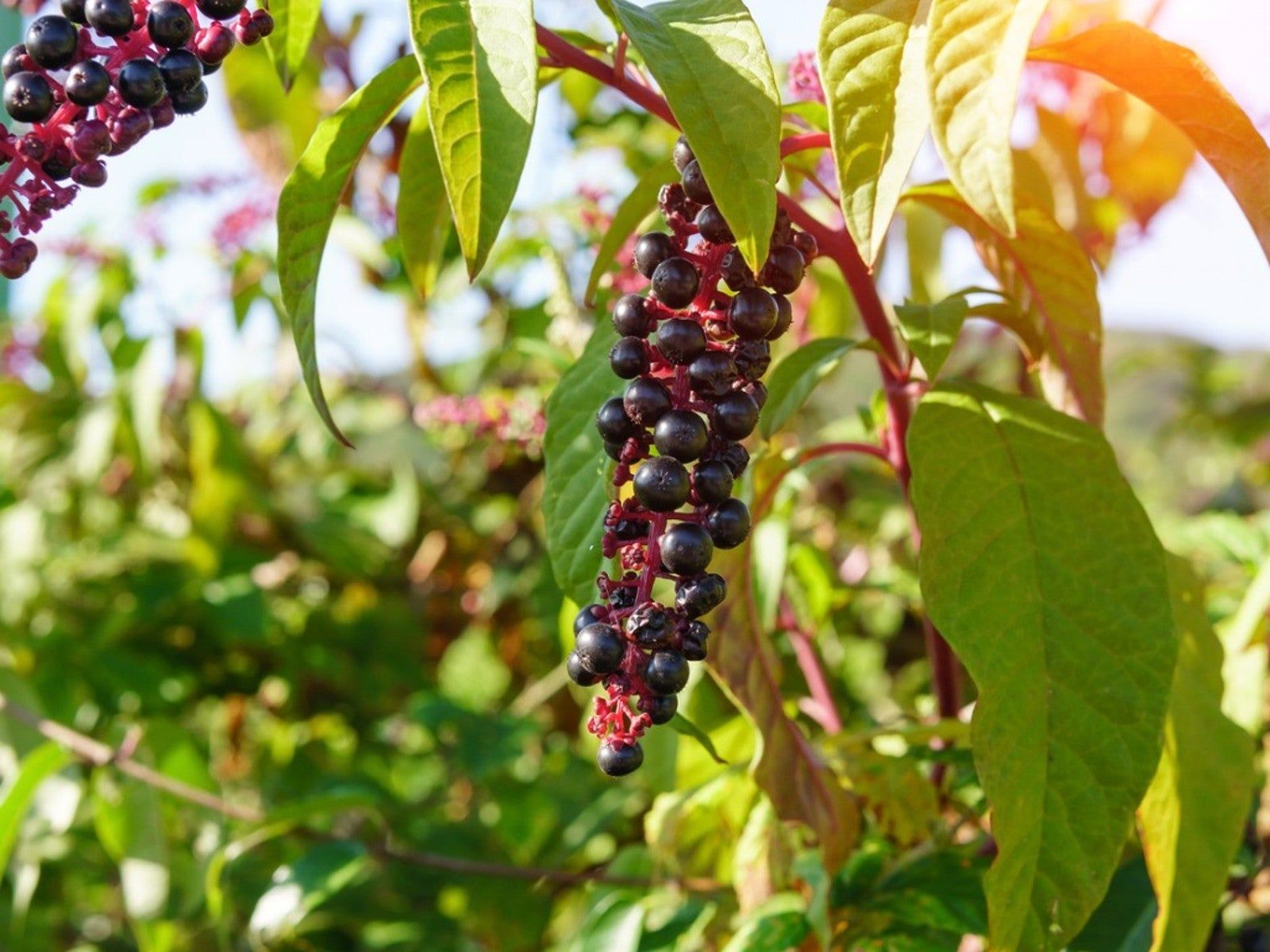 Pokeberry Plant Care And Uses | Gardening Know How