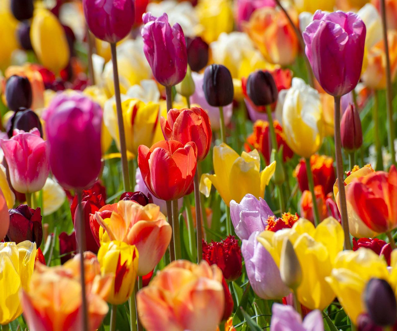 How to store tulip bulbs and save them for next year | Homes and Gardens