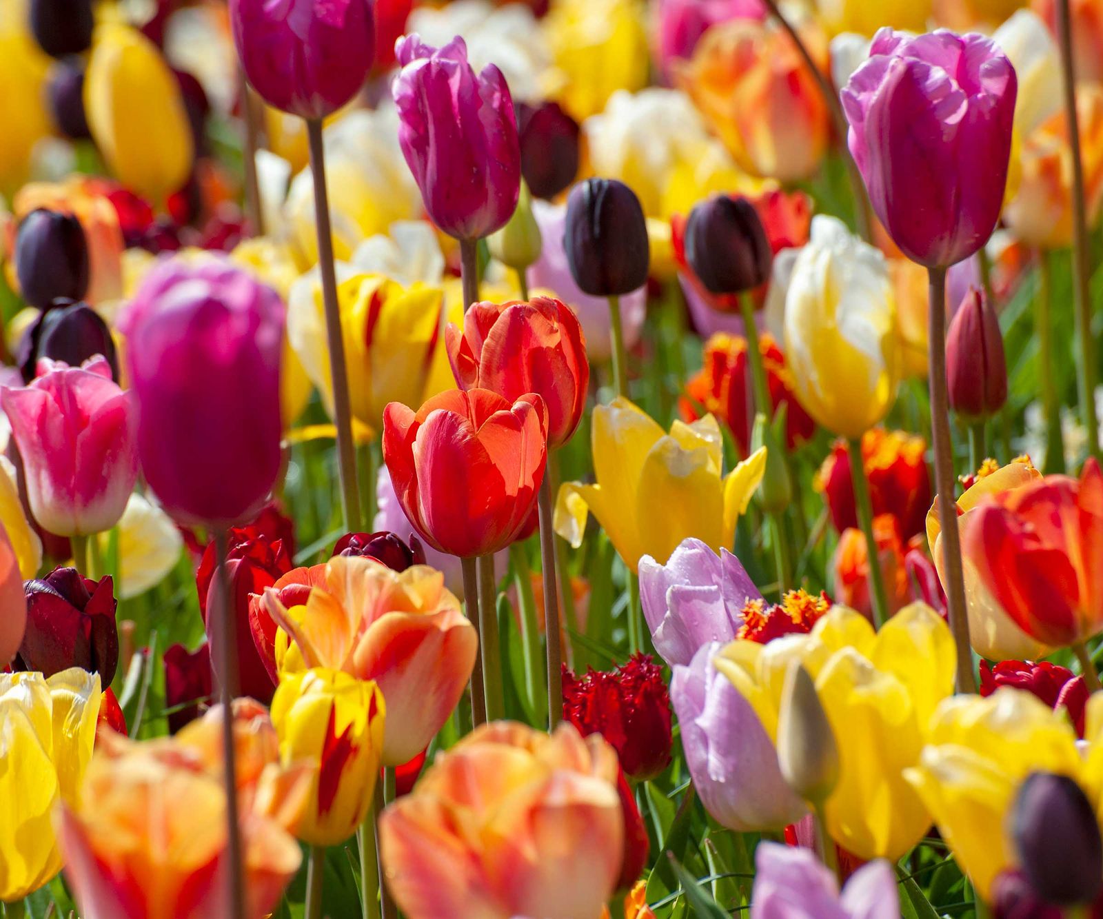 How to store tulip bulbs and save them for next year | Homes and Gardens