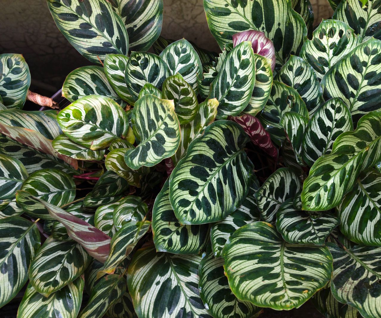 How to propagate calathea plants | Homes and Gardens