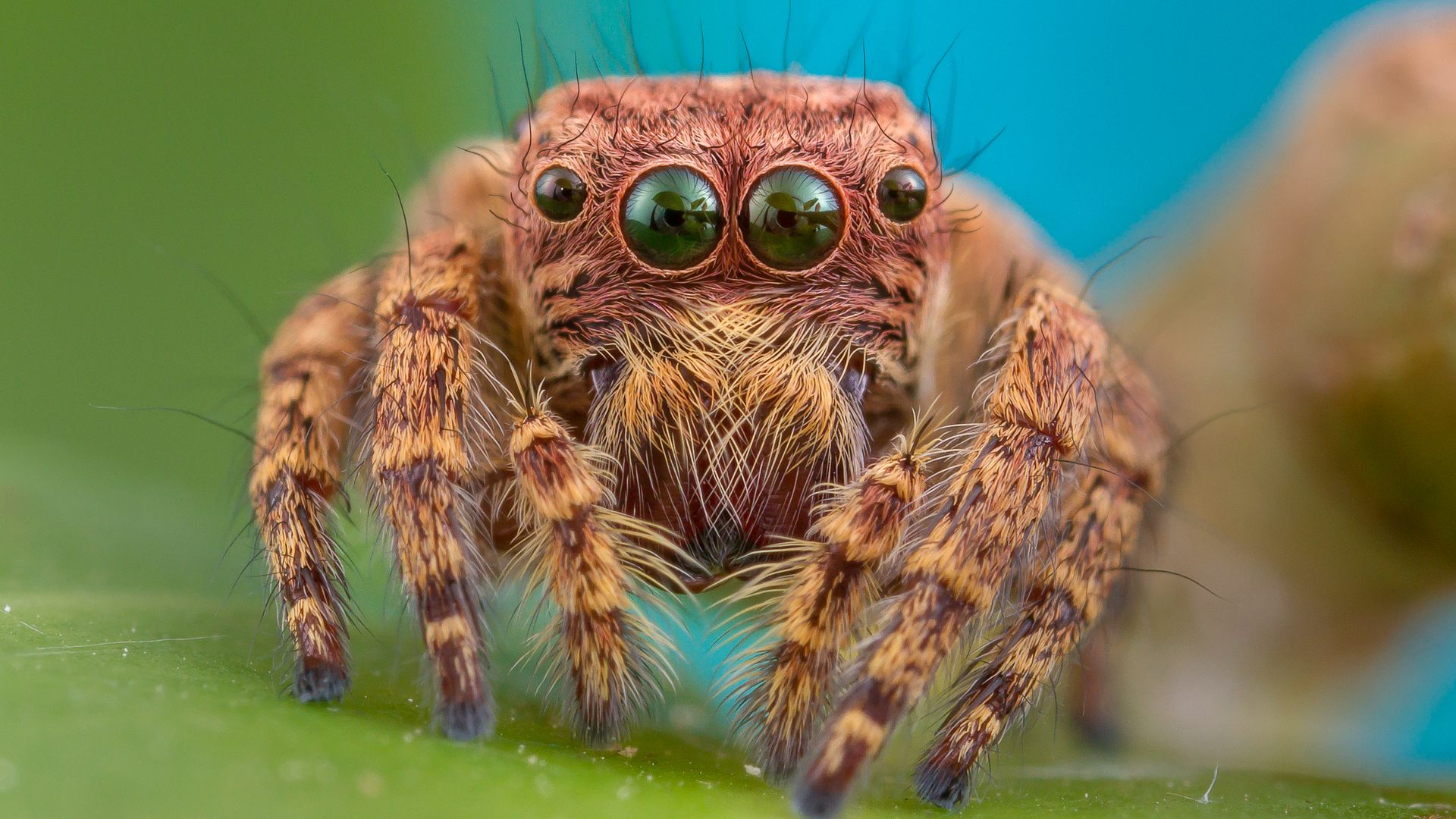 Take a closer look at creepy crawlies and become Bug Photographer of ...