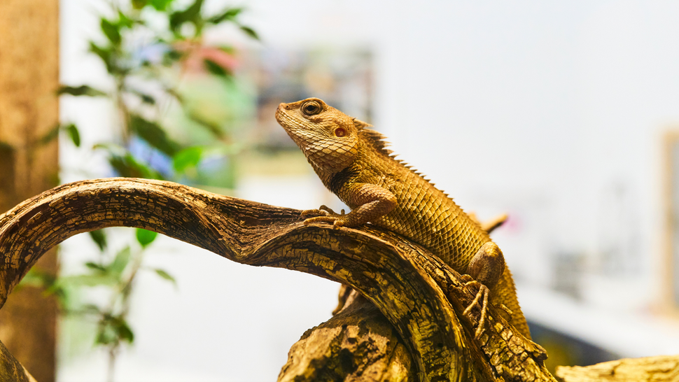 Best pet reptiles: 5 species that are great for beginners | PetsRadar