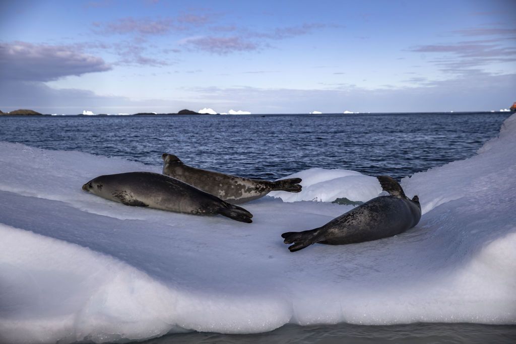 How Antarctica is the enduring climate change bellwether | The Week
