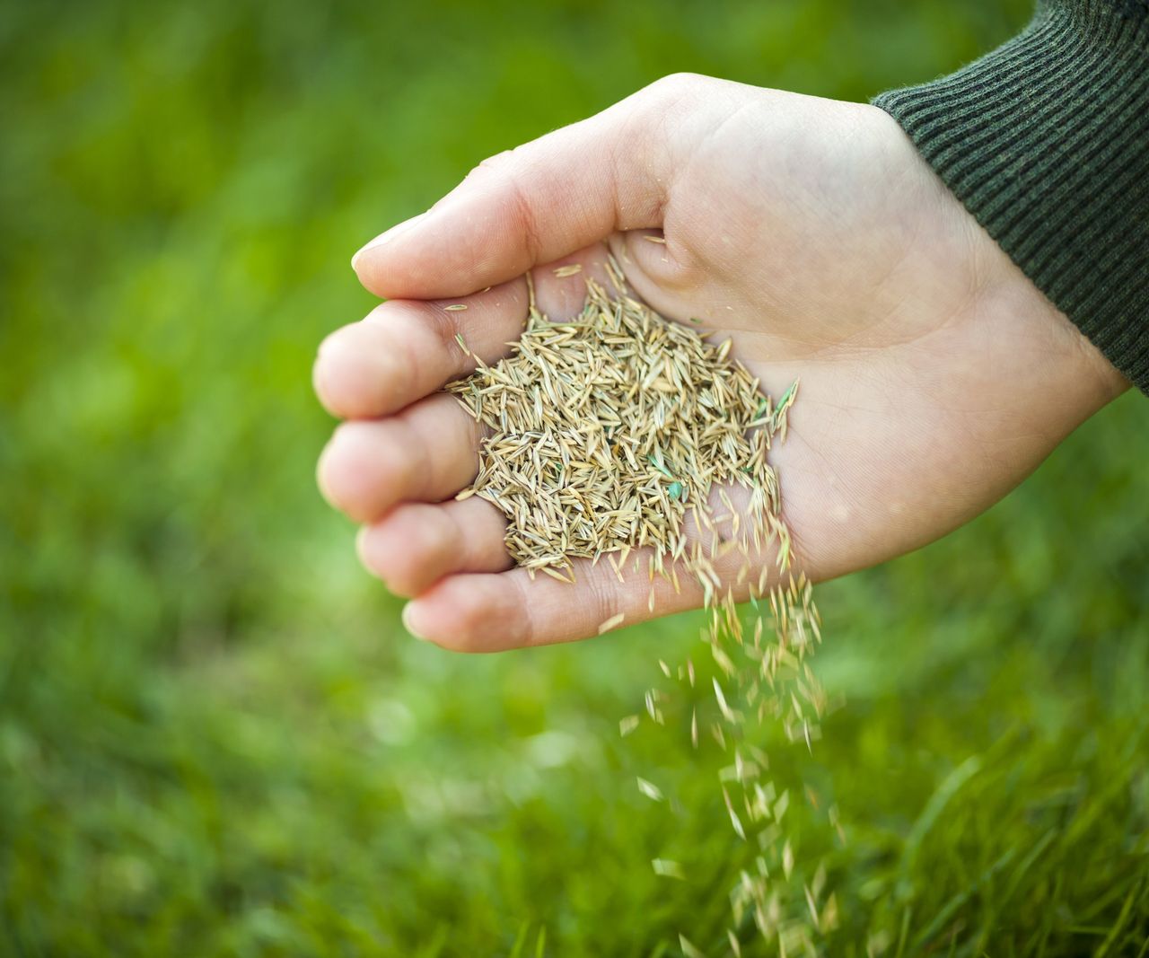 How to sow seeds outdoors: tips from an experienced gardener | Homes ...