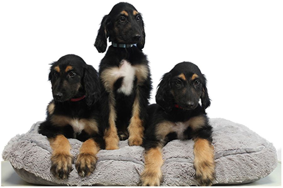 Attack of the (Adorable) Clones: Puppies Are 'Reclones' of First Cloned ...
