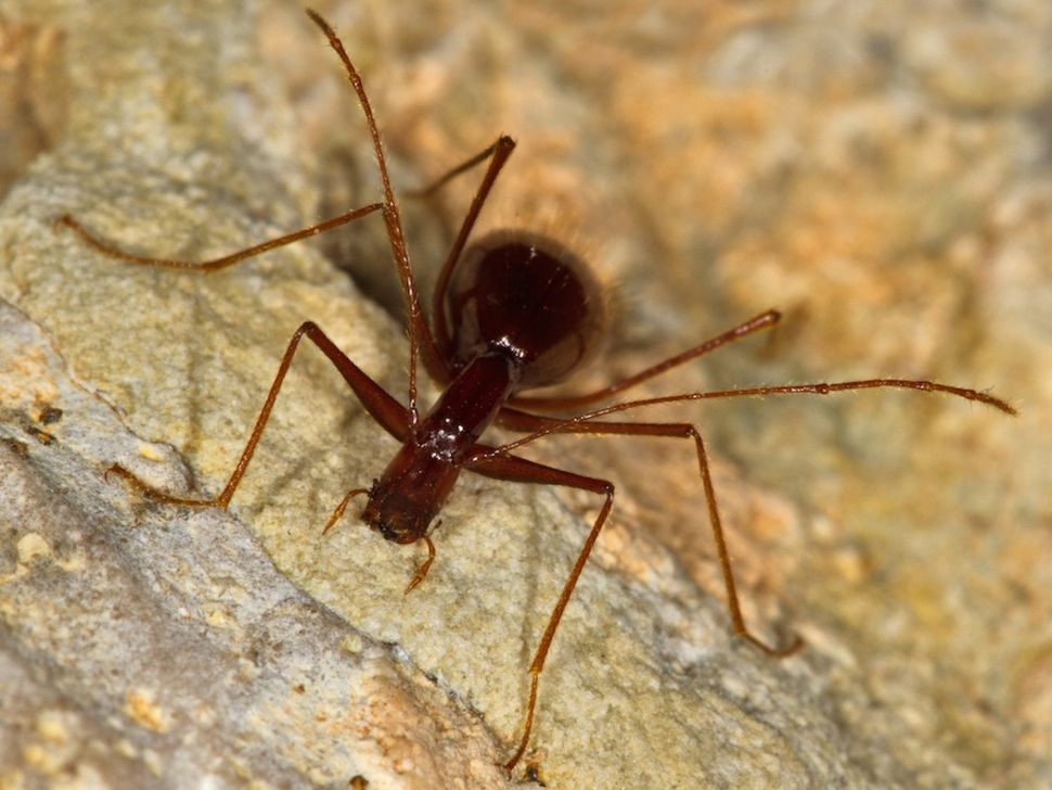 Scary Cave Spider? No, They're New Beetle Species | Live Science