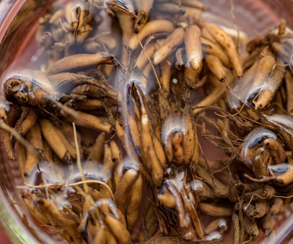 When to plant ranunculus bulbs in different hardiness zones | Homes and ...