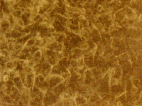 Worms in Space to Study Microgravity | Space