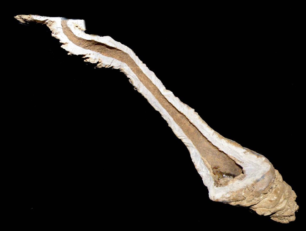 Photos: Modeling Scorpions' Lairs in 3D | Live Science