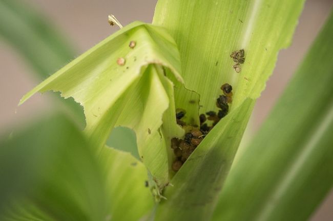 Leaf-Eating Caterpillars Use Their Poop to Trick Plants | Live Science