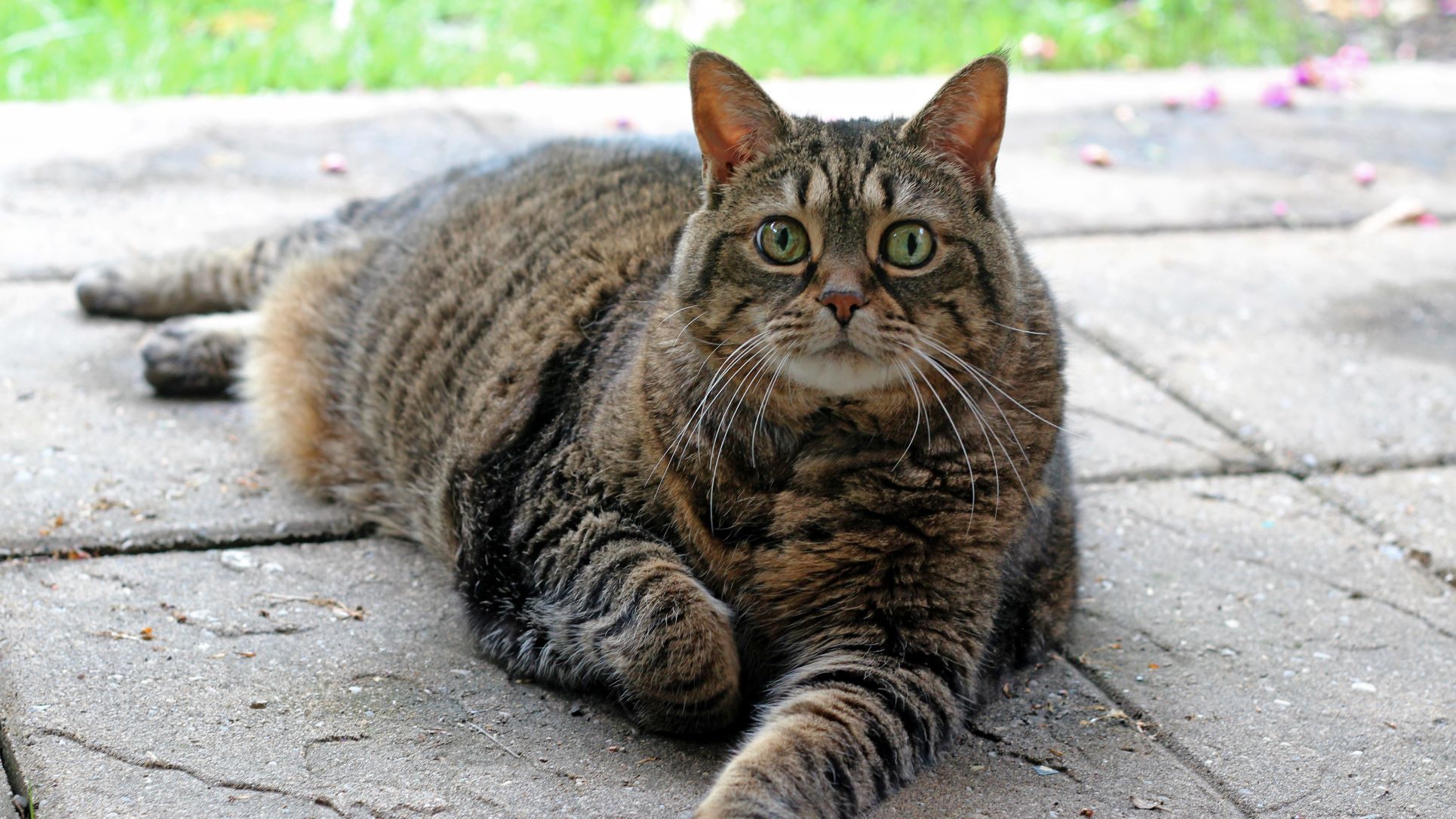 Is my cat overweight? | PetsRadar