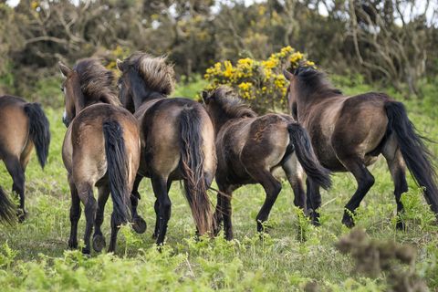 Does It Fart? 10 Fascinating Facts About Animal Toots | Live Science