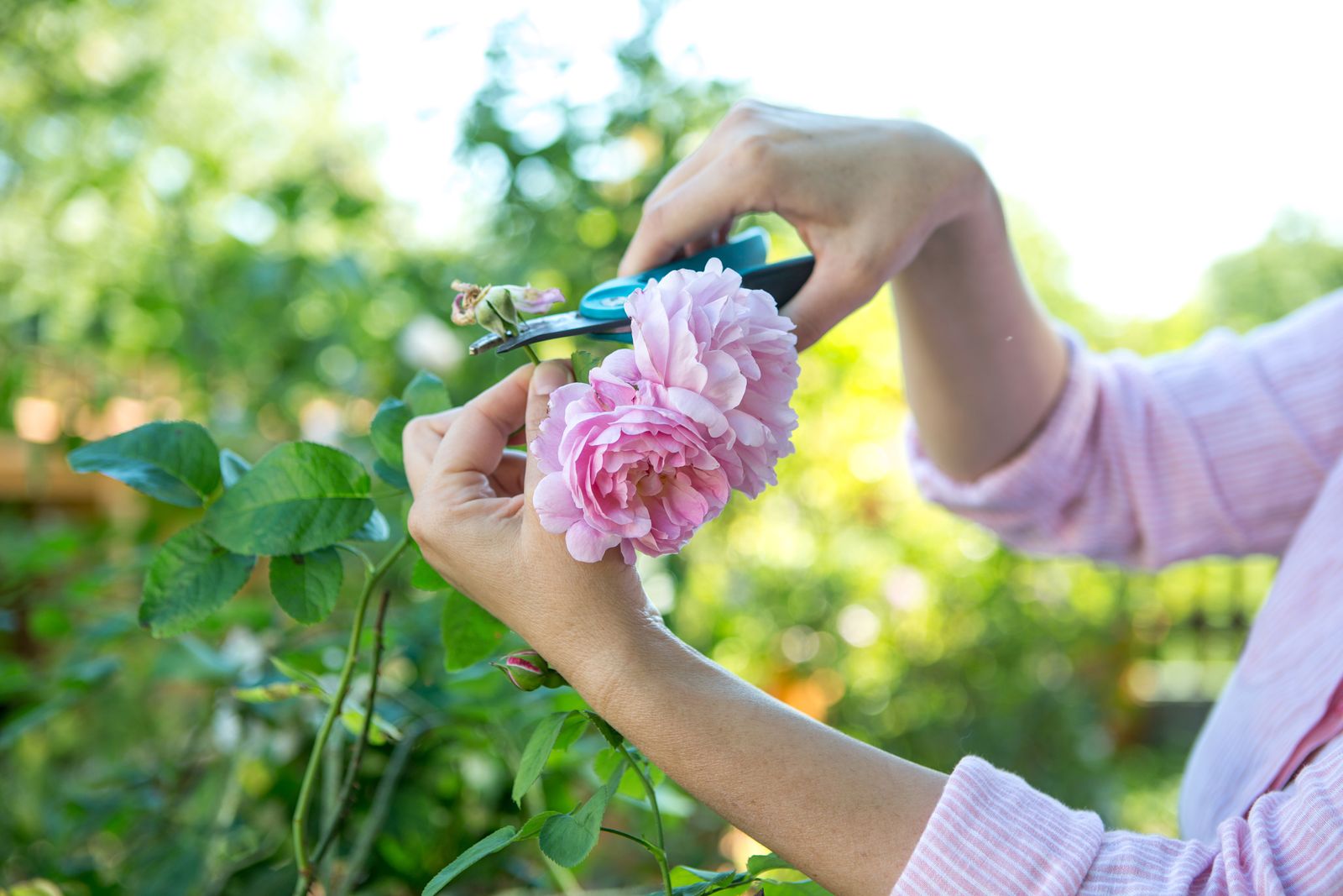 Essential rose care tips, according to the rose experts – including ...
