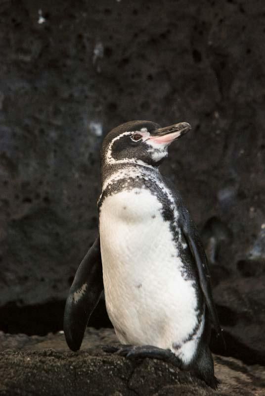 Photos of Flightless Birds: All 18 Penguin Species | Live Science