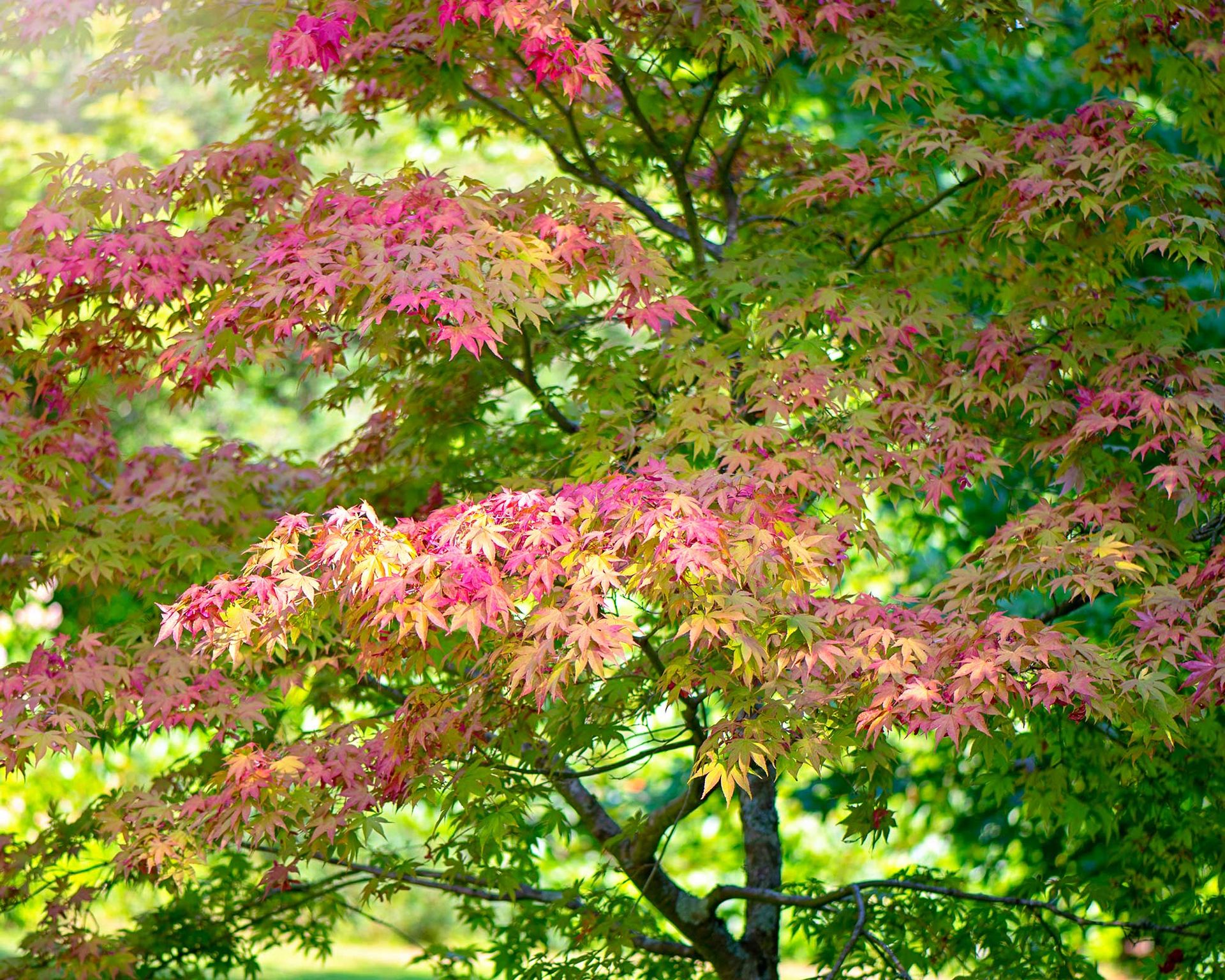 Pruning a Japanese maple: get it right with this advice | Gardeningetc