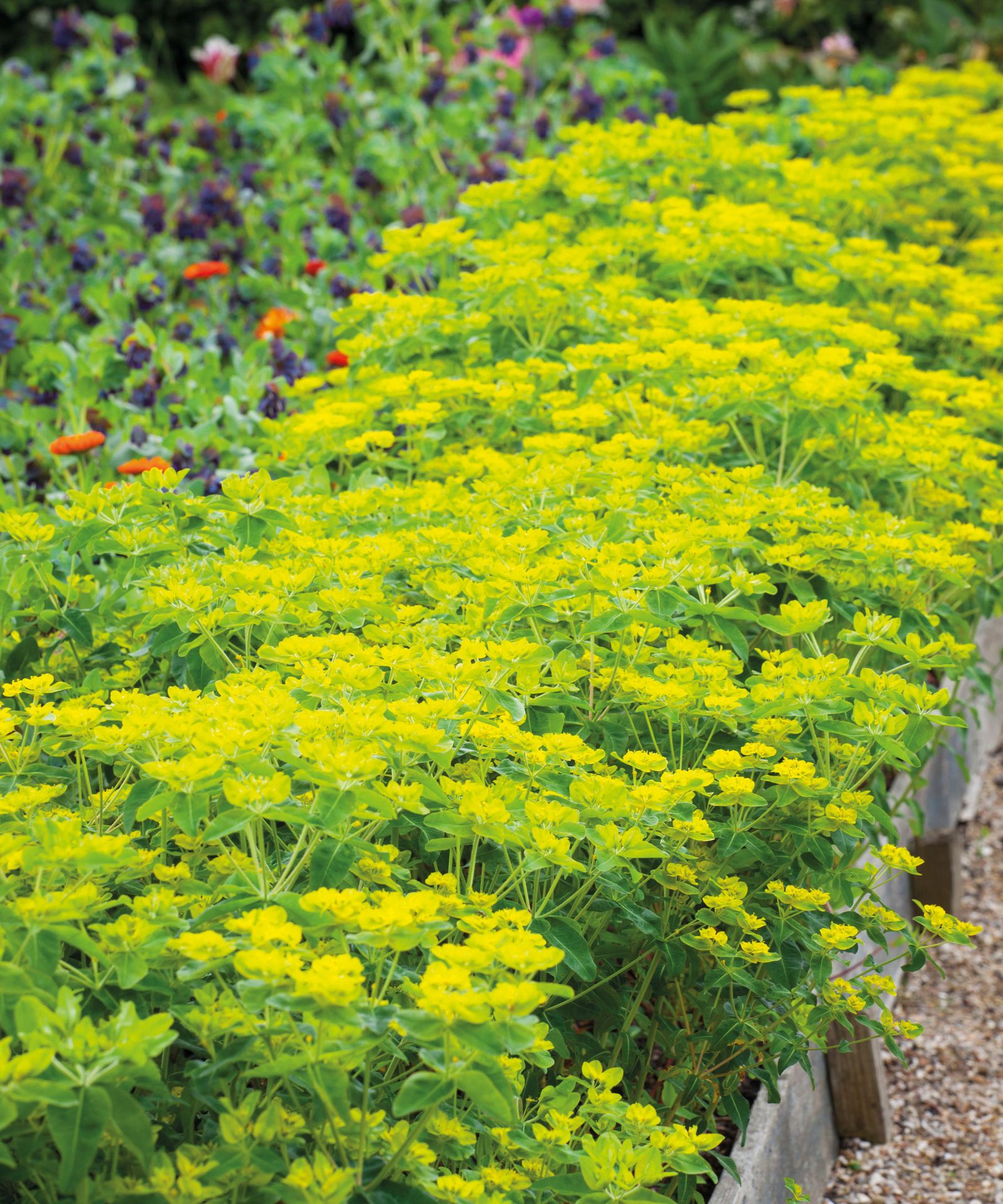 What to plant in September: flowers, shrubs or crops to grow | Homes ...