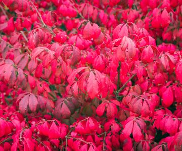 When to prune burning bush - know the right time to trim | Homes and ...