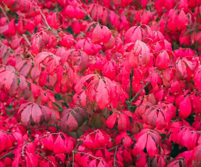 When to prune burning bush - know the right time to trim | Homes and ...