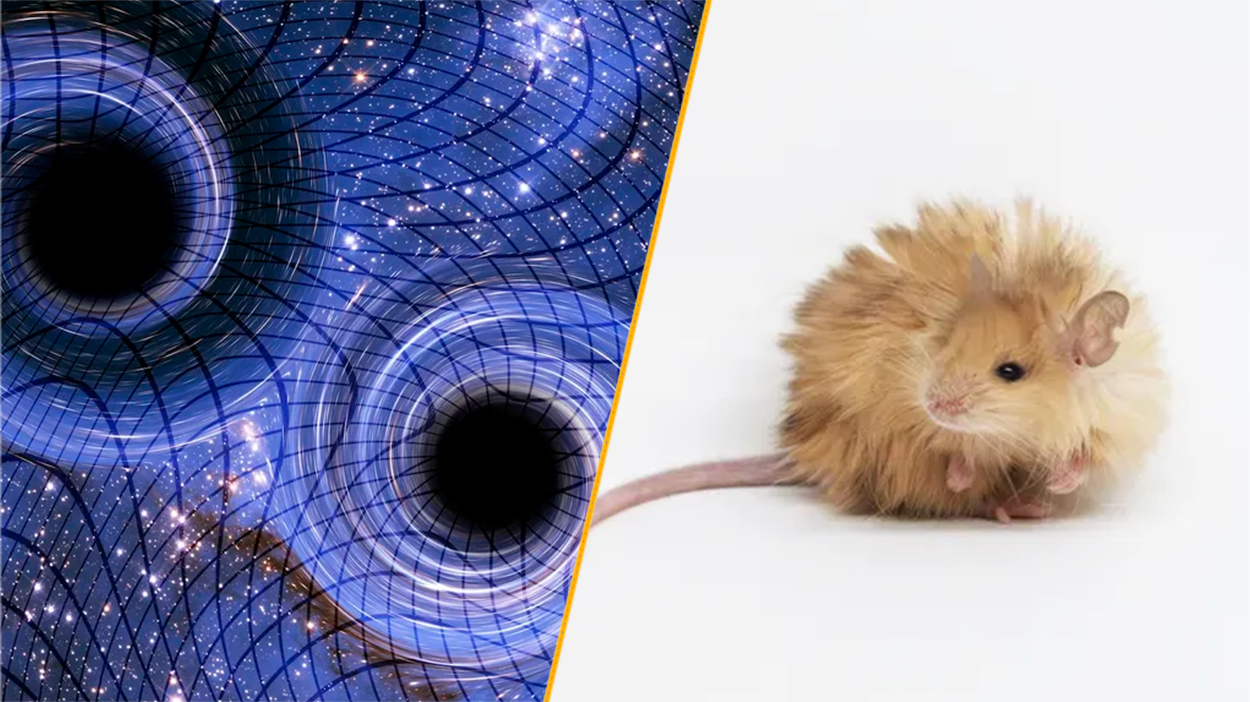 Science news this week: Gravitational memory and woolly mice | Live Science