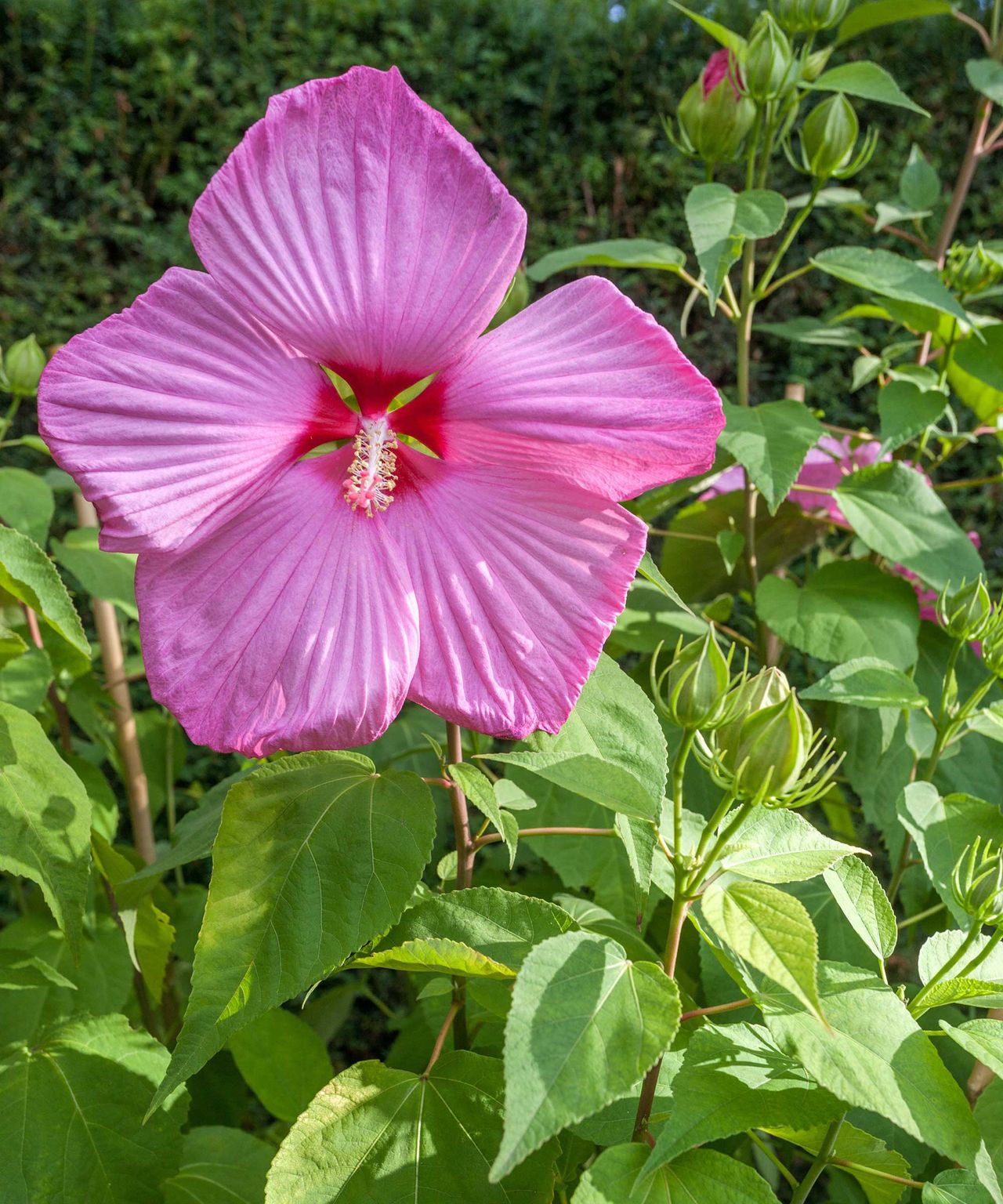 Tall flowers: 12 varieties to add height and drama | Gardeningetc