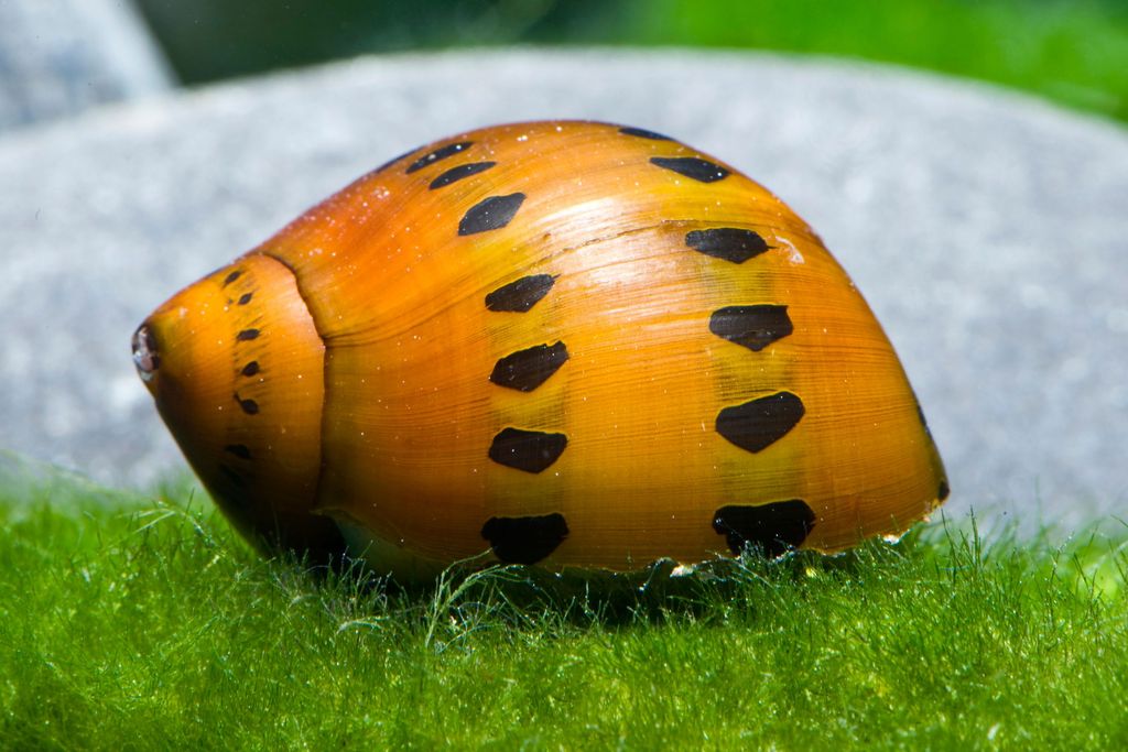 A simple guide to Britain's snails | Country Life