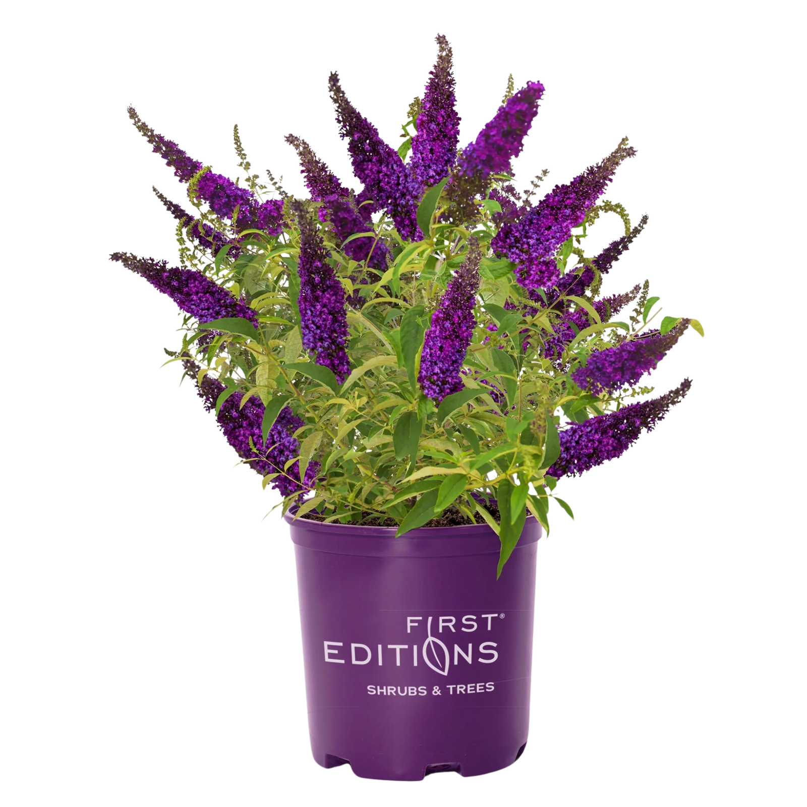 6 Lavender Alternatives That Are as Beautiful and Aromatic | Livingetc